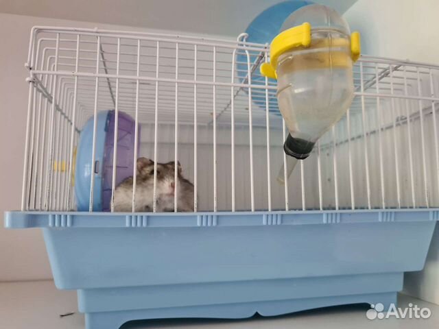 Джунгарский хомяк с клеткой