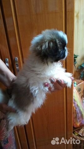 Девочка пекинес