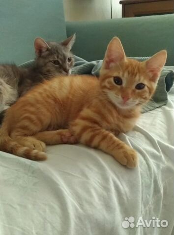 Рыжий мальчик