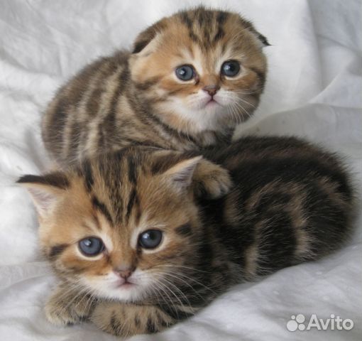 Вислоухие мраморные котята