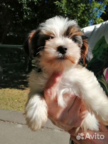 Бивер терьер мальчики