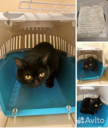 Васю подкинули с запиской (аллергия)