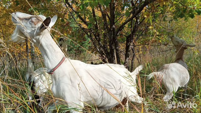 Коза дойная
