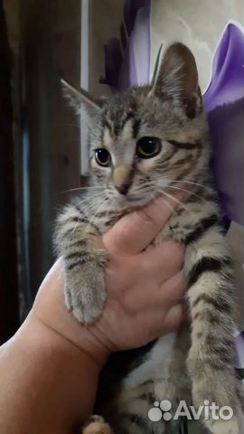 Кошка в дар бесплатно