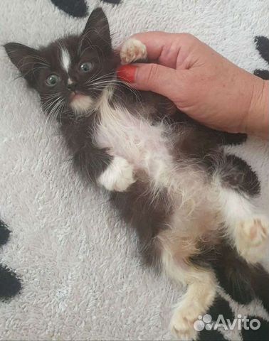 Котенок Фифа