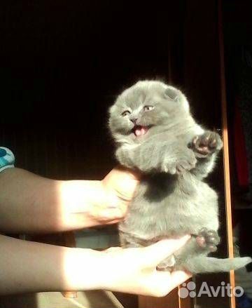 Плюшевая радость в дом Бусинка и Буффало