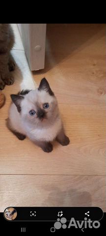 Шотланский котенок девочка