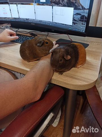 Морские свинки бесплатно в добрые руки