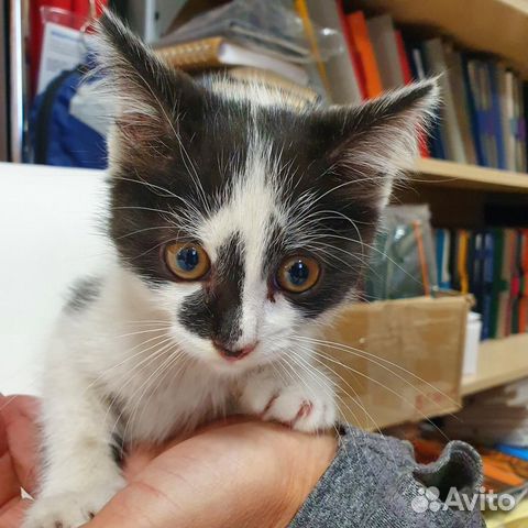 Котенок девочка в добрые руки