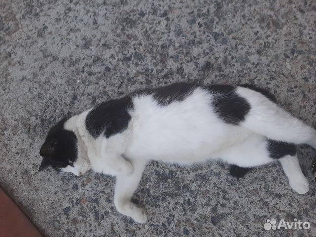 Самый Грустный Котэ В Дар В Добрые Руки