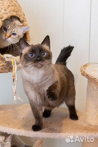 Меконгский бобтейл Гиви в добрые руки