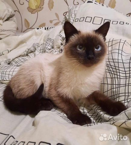 Голубоглазый тайский котенок