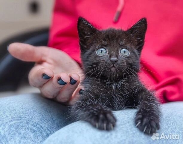 Степашка (1,5 мес.) очень ждет своих мампап