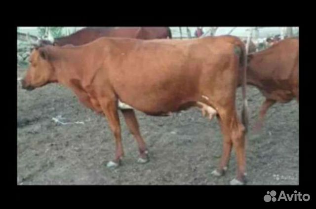 Коровы дойные молочные