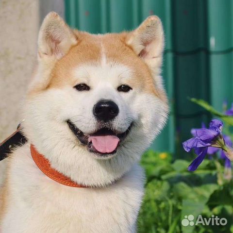 Акита ину вязка