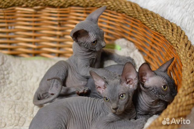 Три сестрицы 2.5м