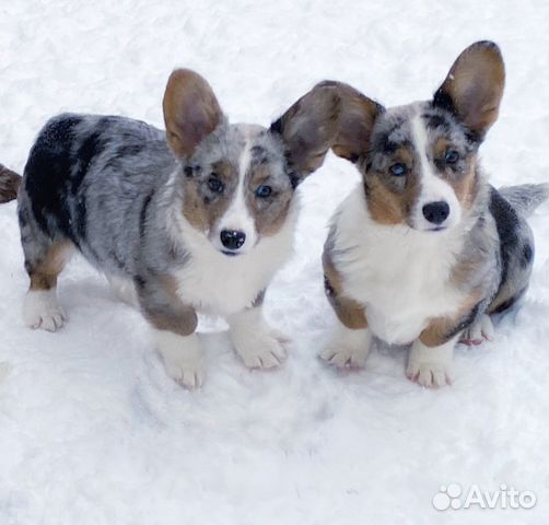 Шикарные девочки 5 мес (доставка)