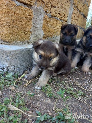 Немецкая овчарка