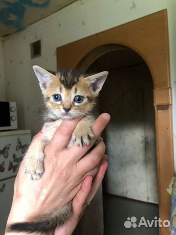 Абиссинская