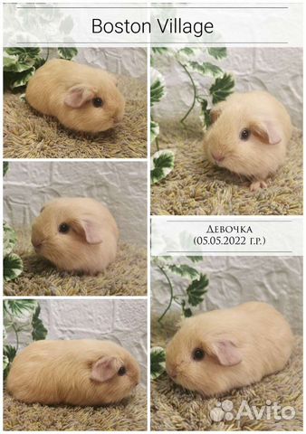 Морская свинка девочка