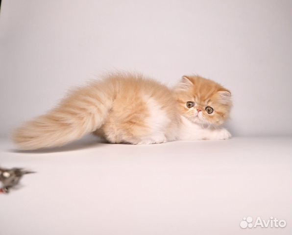 Персидская девочка