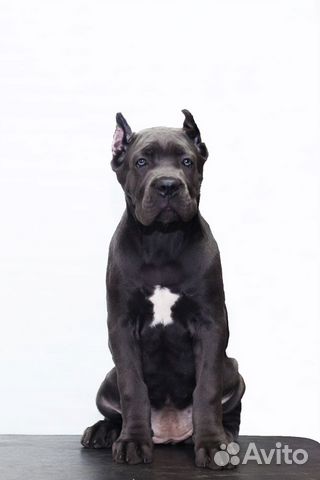 Щенки кане корсо, девочка 3 мес