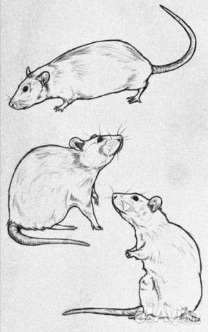 Отдам 5 ручных крыс бесплатно