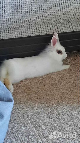 Декоративные кролики в добрые руки