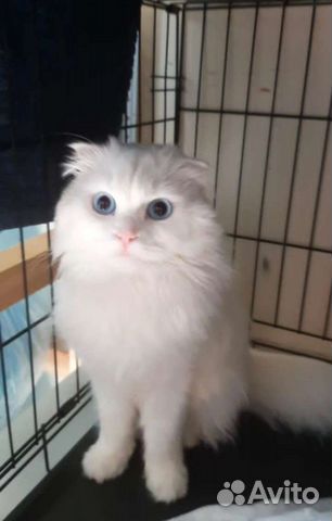 Вислоухий британский кот белый
