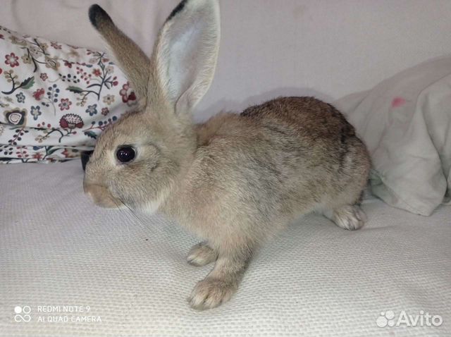 Цветной карликовый кролик