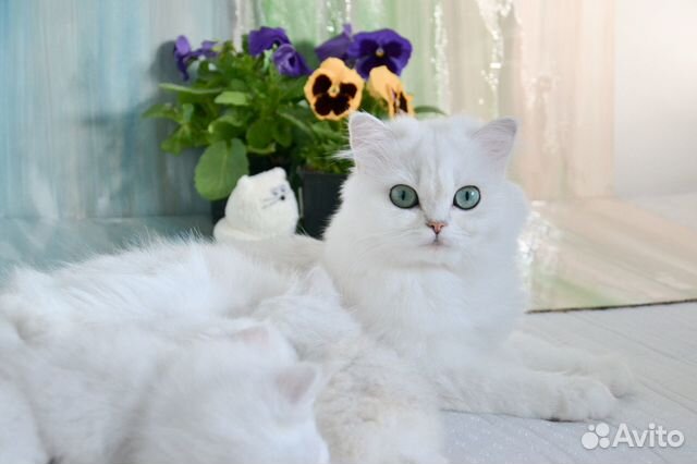 Британские длинношерстные котята