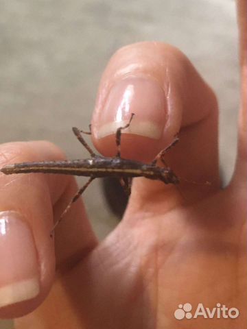 Палочник "неожиданный"