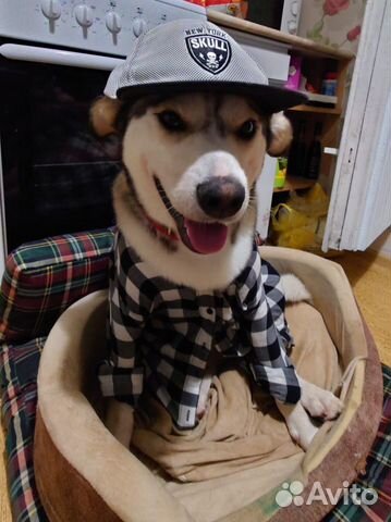 Стич мечтает обрести дом и любящую семью