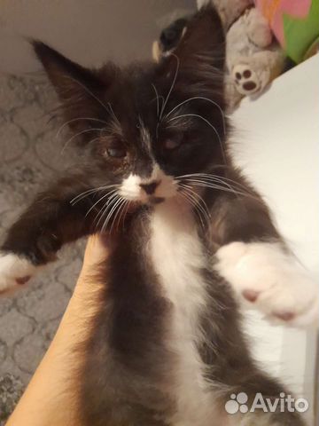 Котёнок девочка,2 месяца