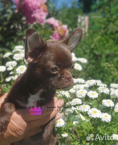 Чихуахуа шоколадный мальчишка