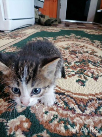 Котенок