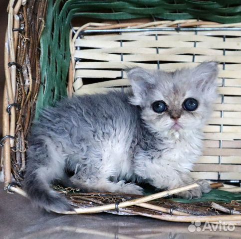 Самая необычная кудрявая девочка