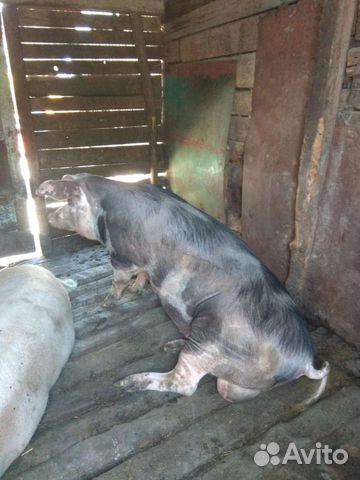 Хряк на племя