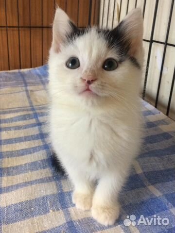 Котенок мальчик красавчик в добрые руки