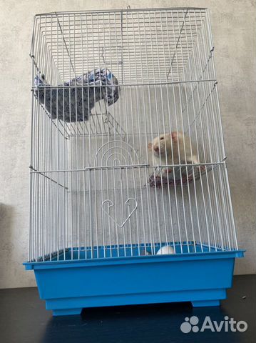 Крыс, мышка с клеткой