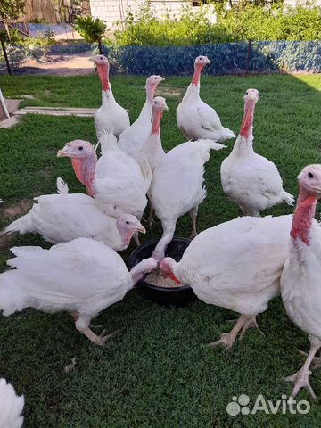 Индюшки на мясо