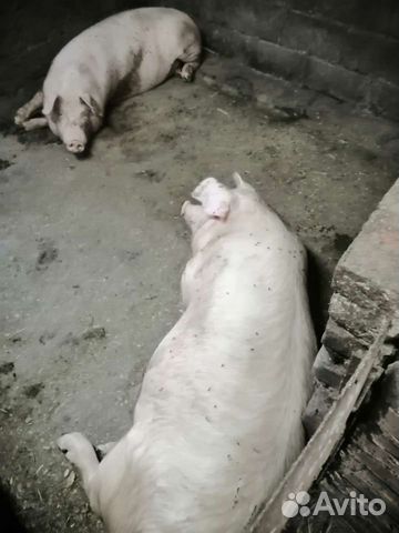 Продаю двух кабанчиков на мясо
