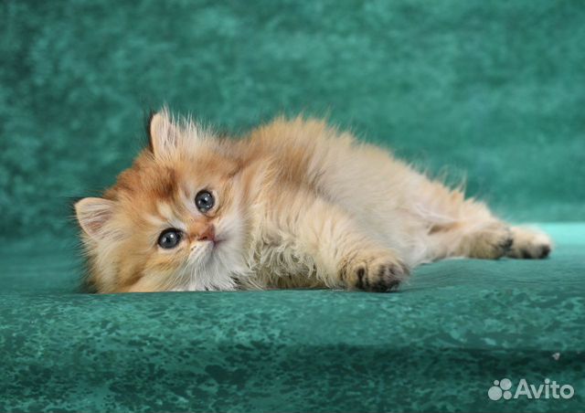 Британские котята