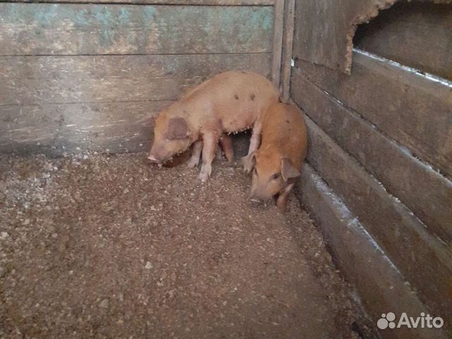 Поросенок дюрки