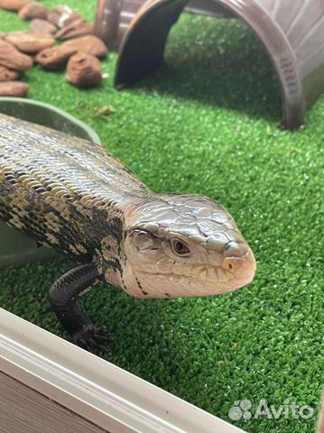 Синеязыкий сцинк Tiliqua Gigas самка