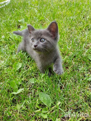Котенок девочка в добрые руки