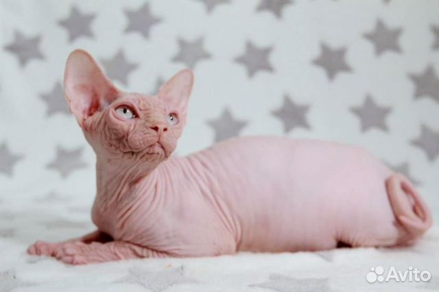 Морщинистая белая девочка