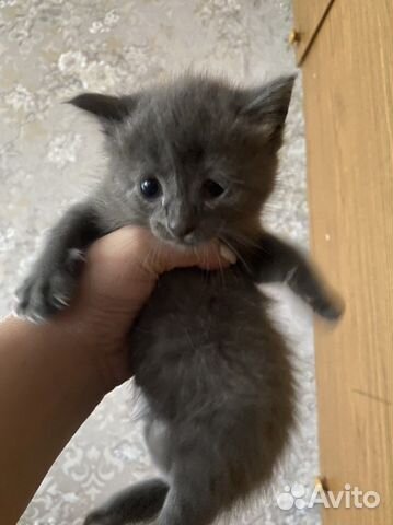 Котятки в добрые руки