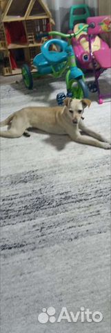 Отдам в добрые руки маленькую собачку