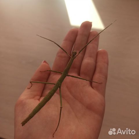 Продам аннамских палочников